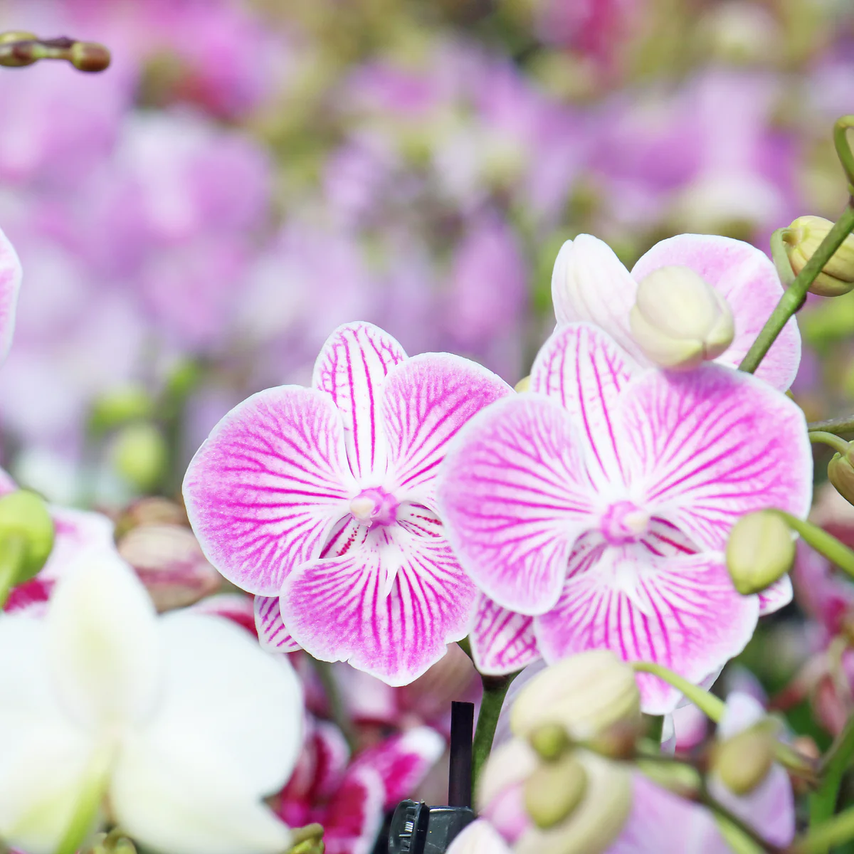 Orchideen Klusmann: Königin der Orchideen | Milled