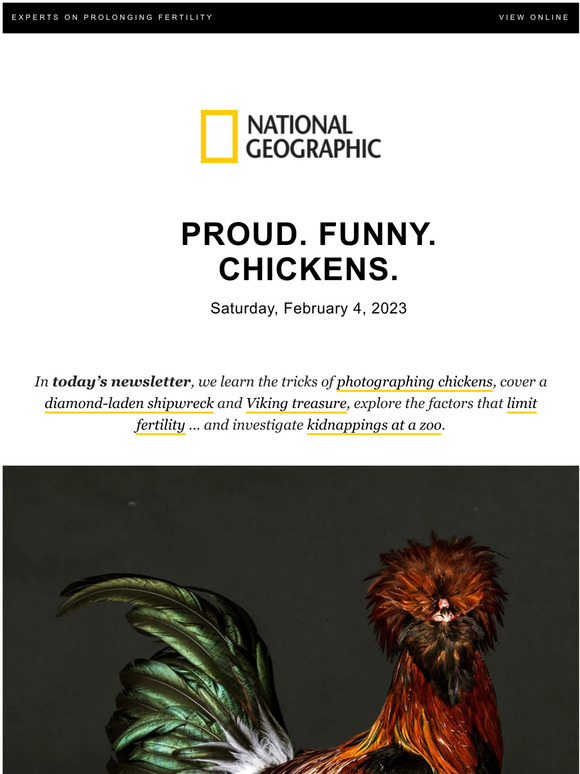 National Geographic: Portrait photographer turns to chickens | Milled