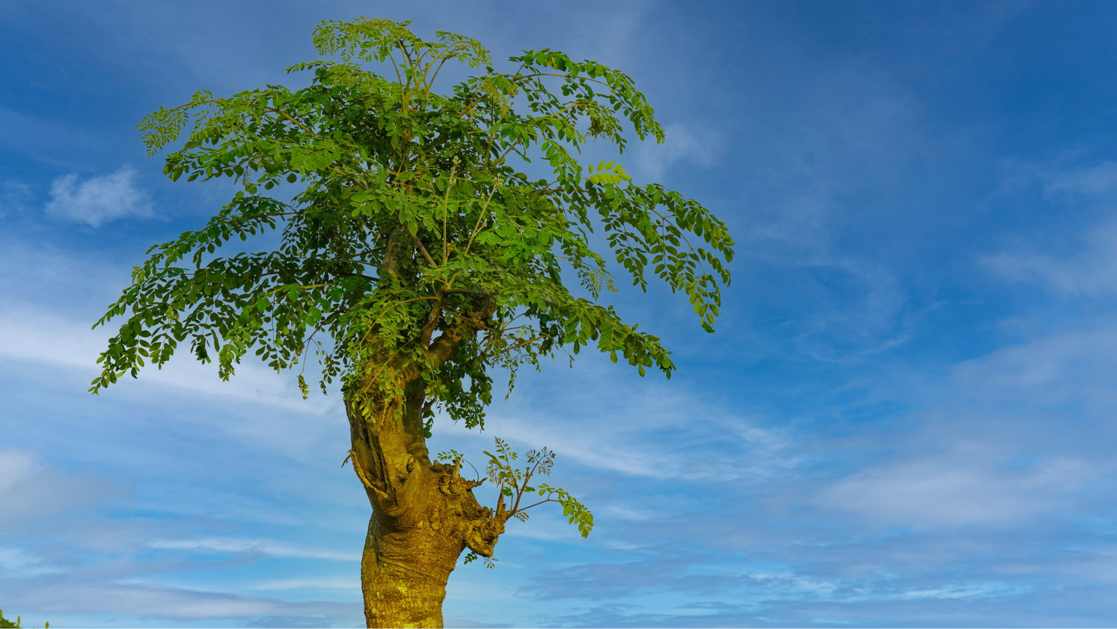 Dietanat: Le Moringa une plante pas comme les autres ! | Milled