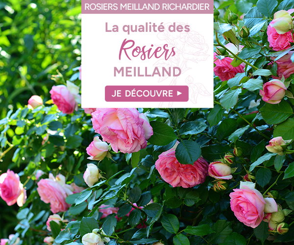 Rosiers Meilland Parfums