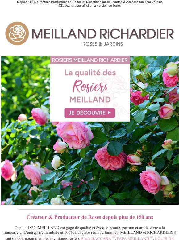 Meilland Richardier: ROSIERS : La qualité MEILLAND ! | Milled
