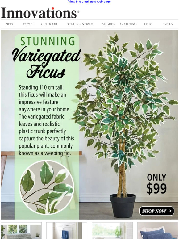 Innovations: Stunning variegated Ficus with hundreds of realistic ...
