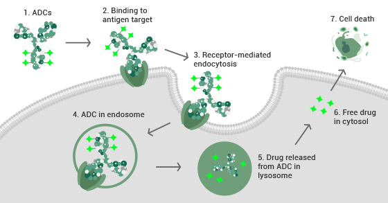 New Scientist: Emerging ADC Target Antigens in Solid Tumors | Milled