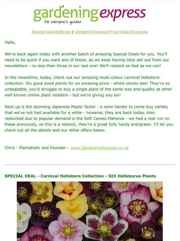 Gardening Express: Carnival Hellebore Collection, Taylor Pink Rare ...
