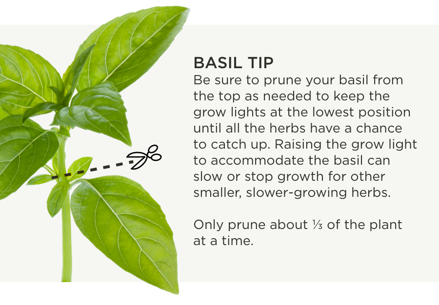 AeroGarden: Herb Infused Creme Brulee Recipe INSIDE | Milled