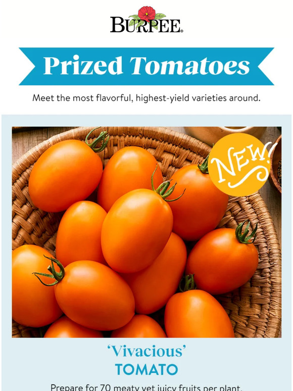 Burpee: Tremendously talented tomatoes 🍅🏆 | Milled