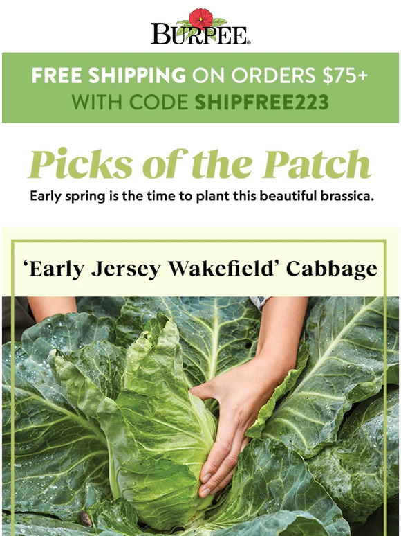 Burpee: It's National Cabbage Day! | Milled