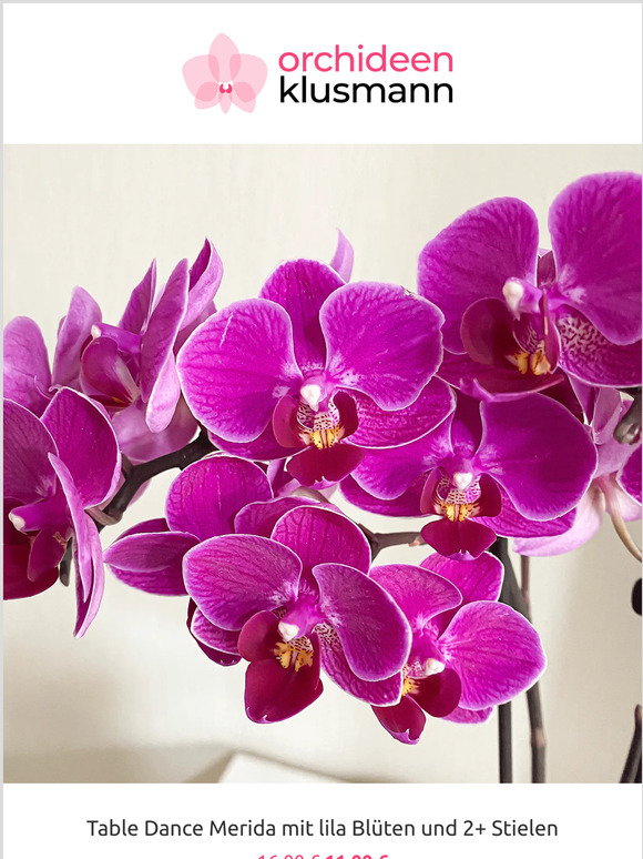 Orchideen Klusmann: Manta Penida und Merida in der Aktion | Milled