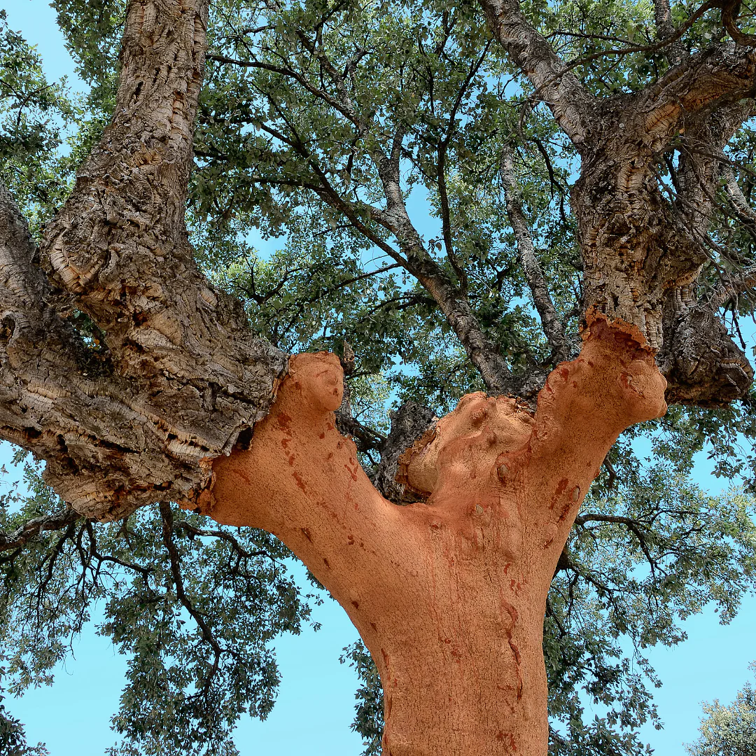 Grow From Nature: Cork: The Sustainable and Versatile Material You Need ...