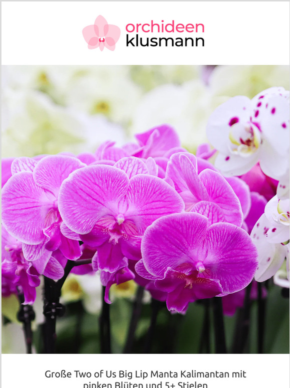 Orchideen Klusmann: In der Aktion: die Kalimantan | Milled