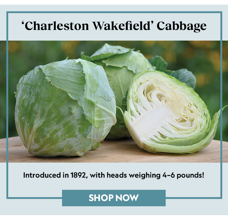 Burpee: Join the cabbage family! | Milled