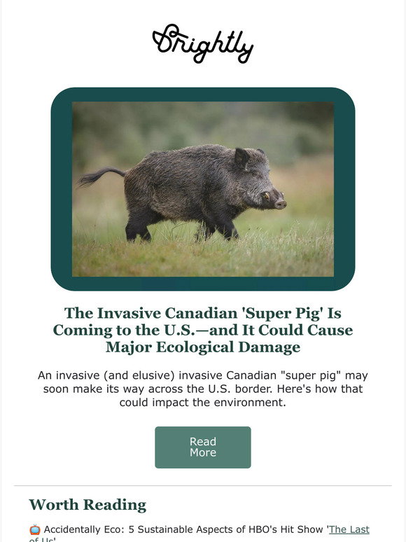 Brightly: ☀️ The Invasive 'Super Pig' Is Coming to the U.S. | Milled