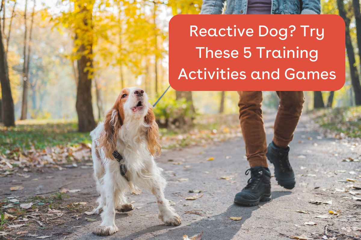 Pupford: [article] 5 Training Activities + Games for Reactive Dogs 🐶 ...