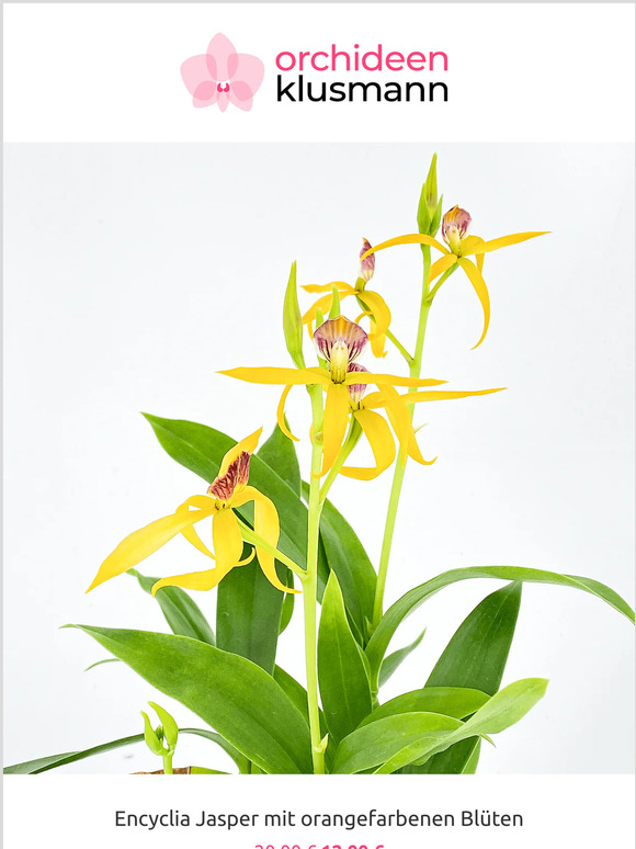 Orchideen Klusmann DE: 💜 Die Angel Eyes als Wasserfall 💜 | Milled