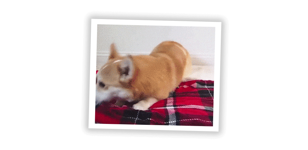 Sunday Scaries 25 Off Fomo Bones For National Corgi Day 🐕 Milled