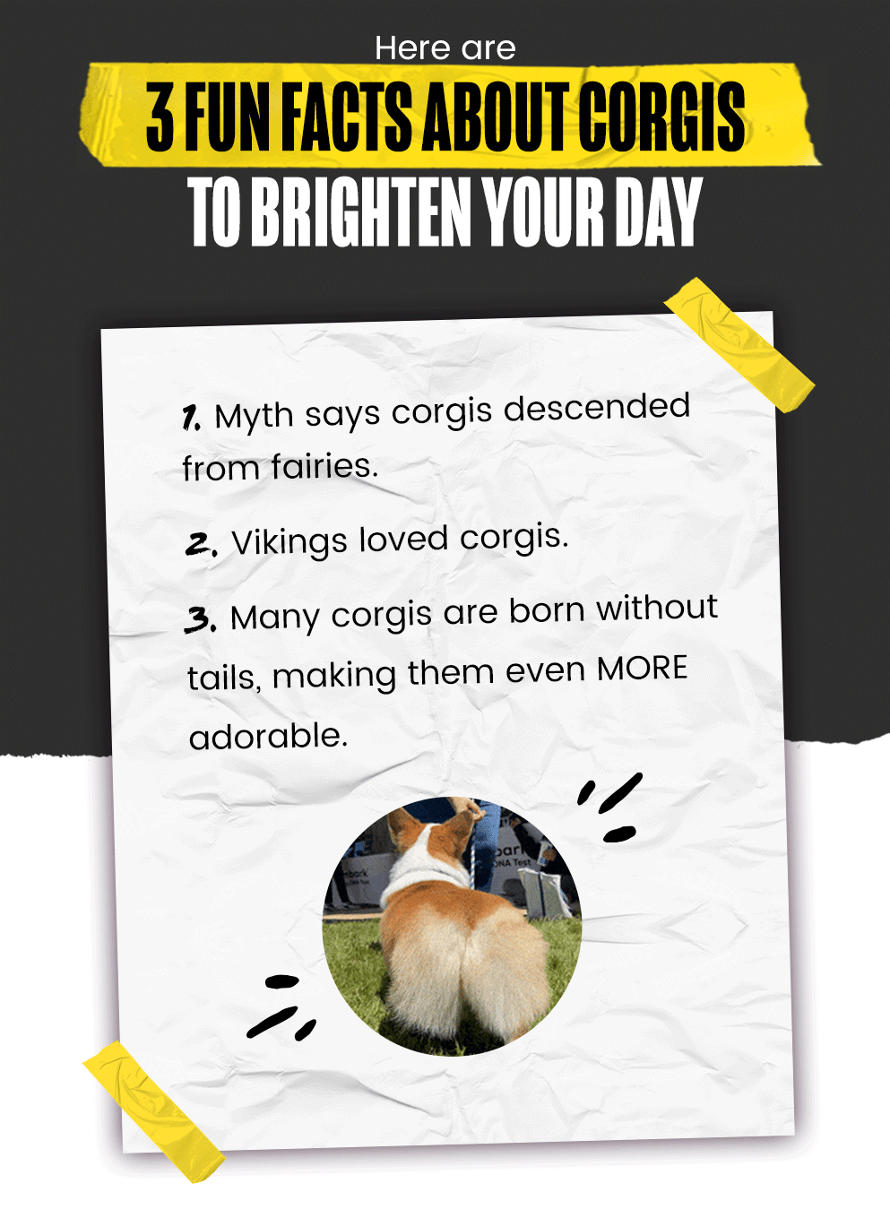 Sunday Scaries 25 Off Fomo Bones For National Corgi Day 🐕 Milled