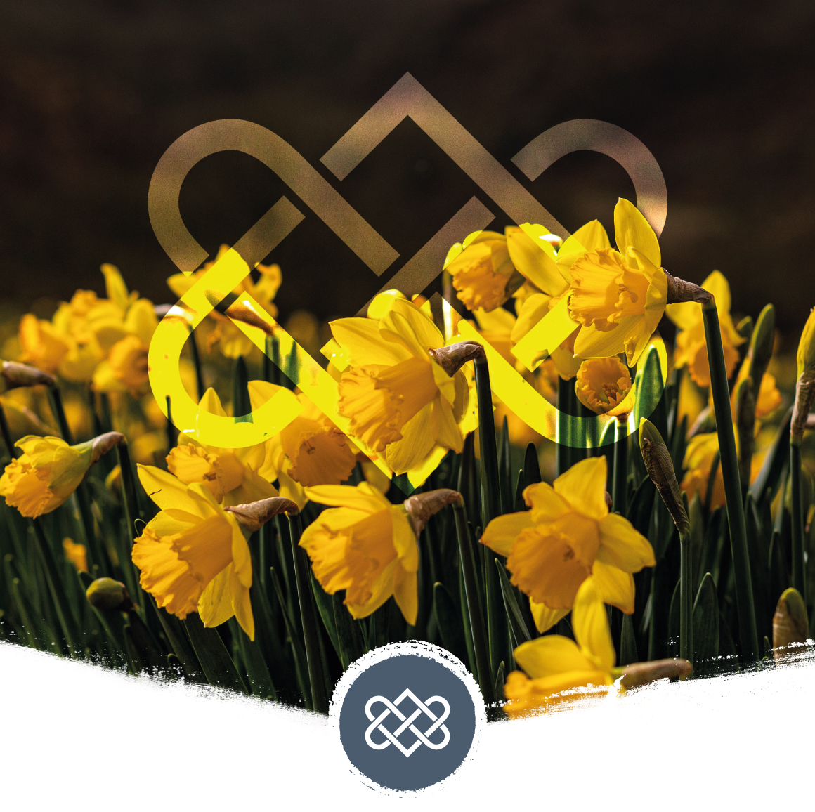 Bluestone: Happy St. David's Day | Milled