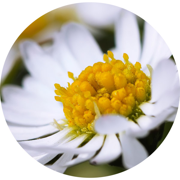 MONTKUSH CBD: Introducing our new True Sleep CBN Softgels | Milled