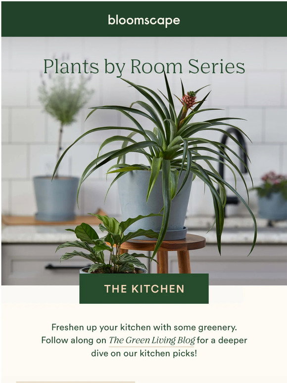 Bloomscape: Plants for Every Room — Even the Kitchen! | Milled