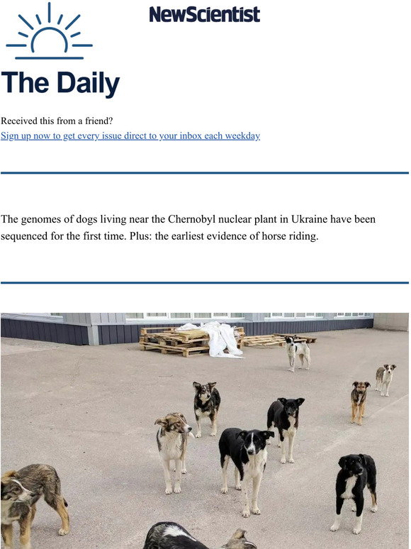 New Scientist: Dogs of Chernobyl are genetically distinct | Milled