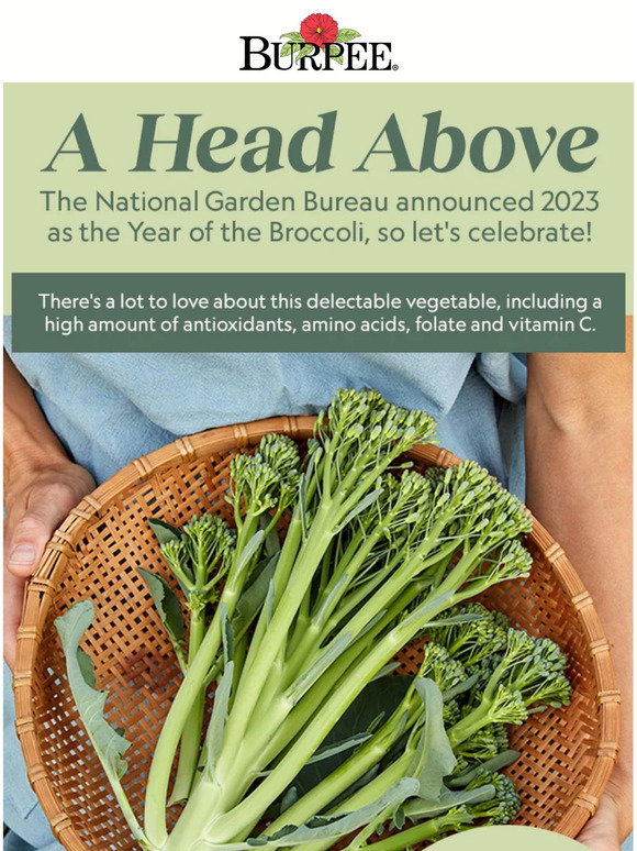 Burpee: Enjoy your broccoli (and grow it, too!) | Milled