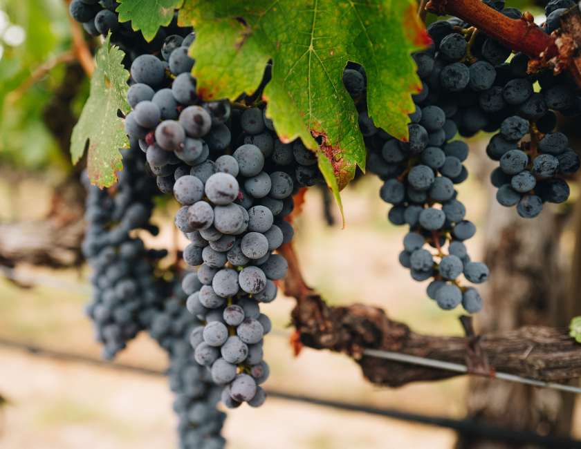 Stags Leap Winery: The Lifecycle of a Grape | Milled