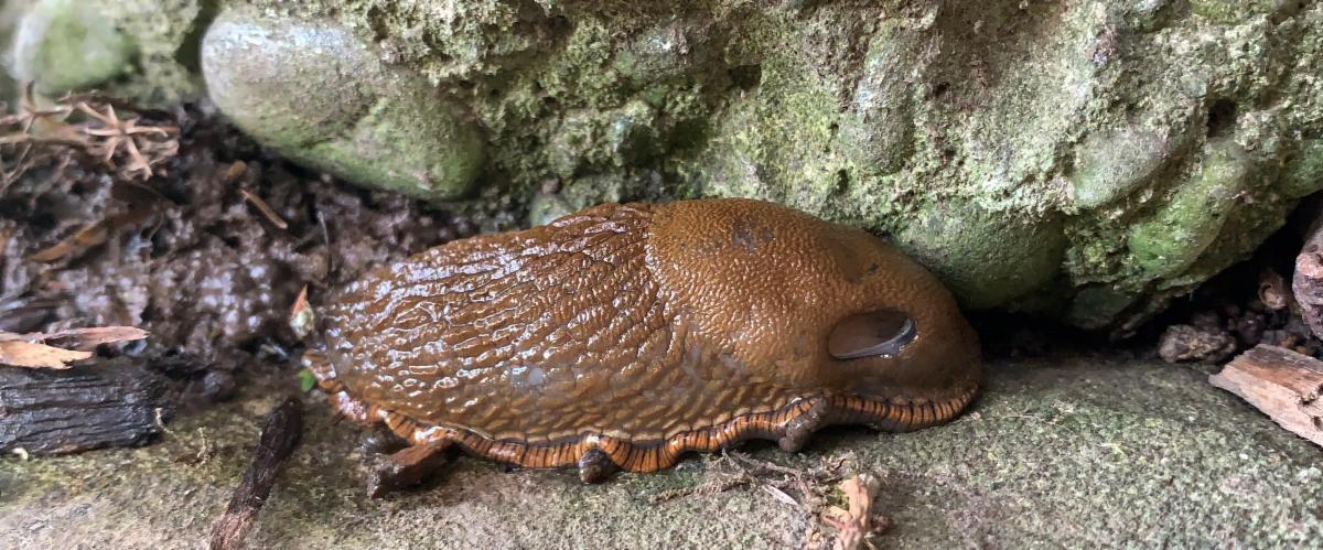 Schreiner's Iris Gardens: Garden Tip of The Month! - Slugs & Snails ...