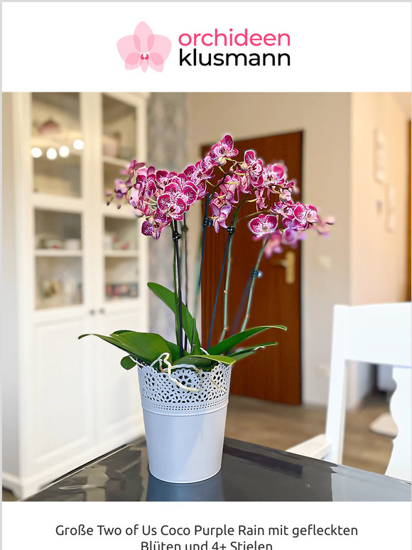 Orchideen Klusmann: 🌸 Ein Meer aus Blüten zum Sonderpreis | Milled