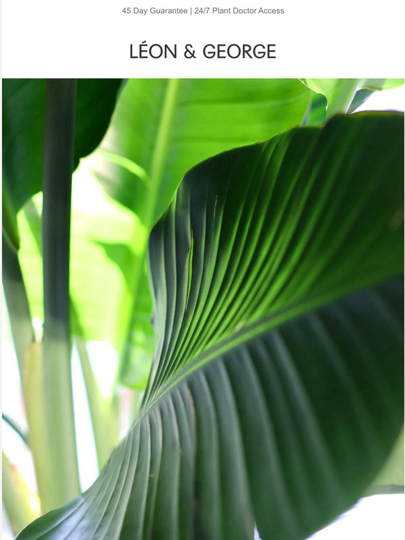 Leon & George: Fast & Furious: Houseplant Edition | Milled