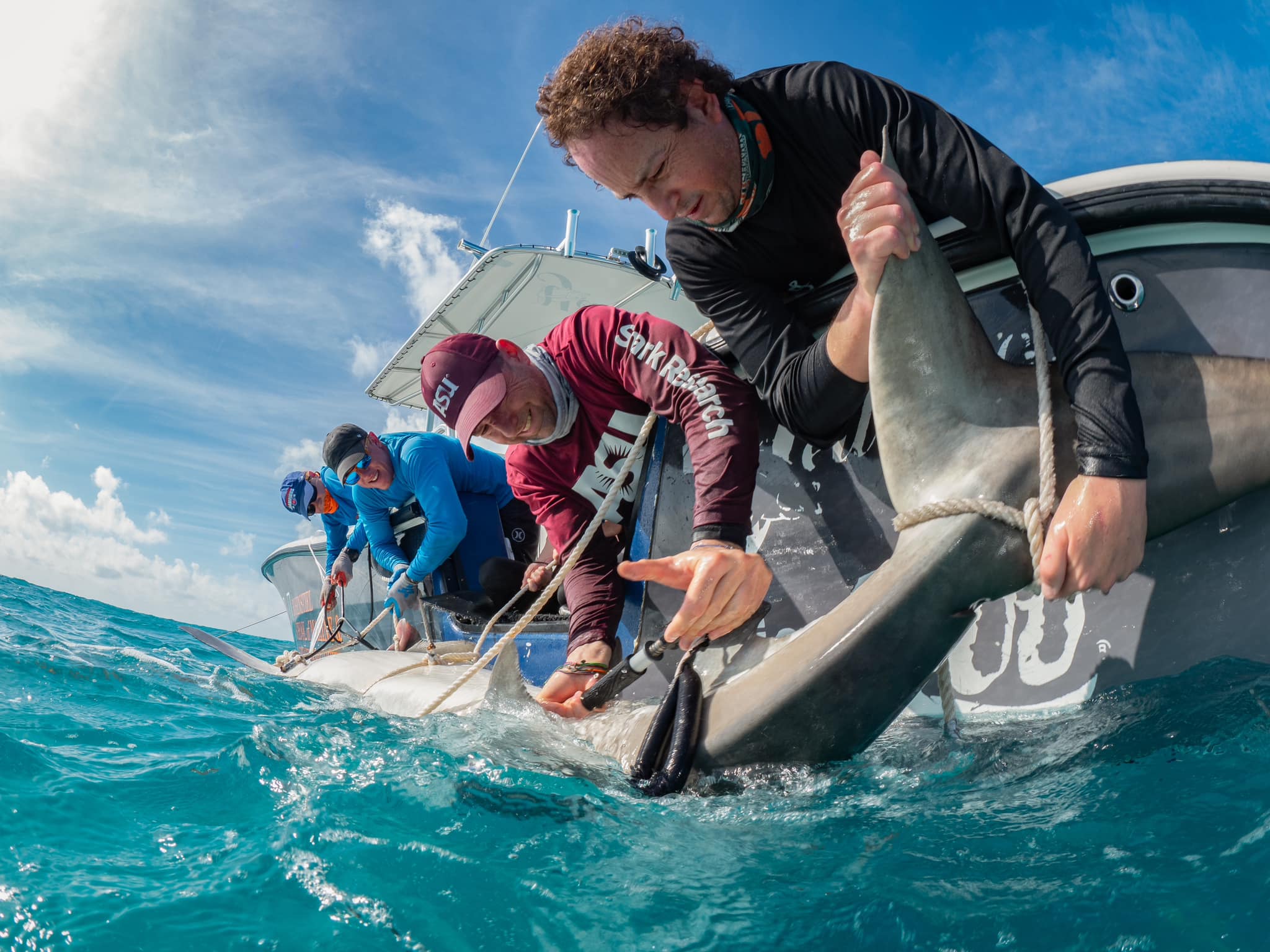 Waterlust LLC: The Sex Life Of Sharks | Milled