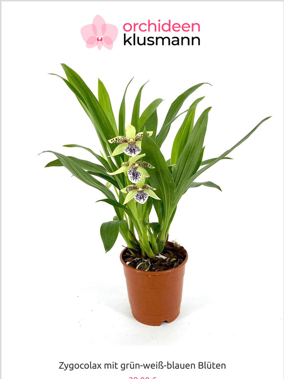 Orchideen Klusmann DE: 🤍 Jetzt sparen: Weiße Orchideen für dein Zuhause! | Milled