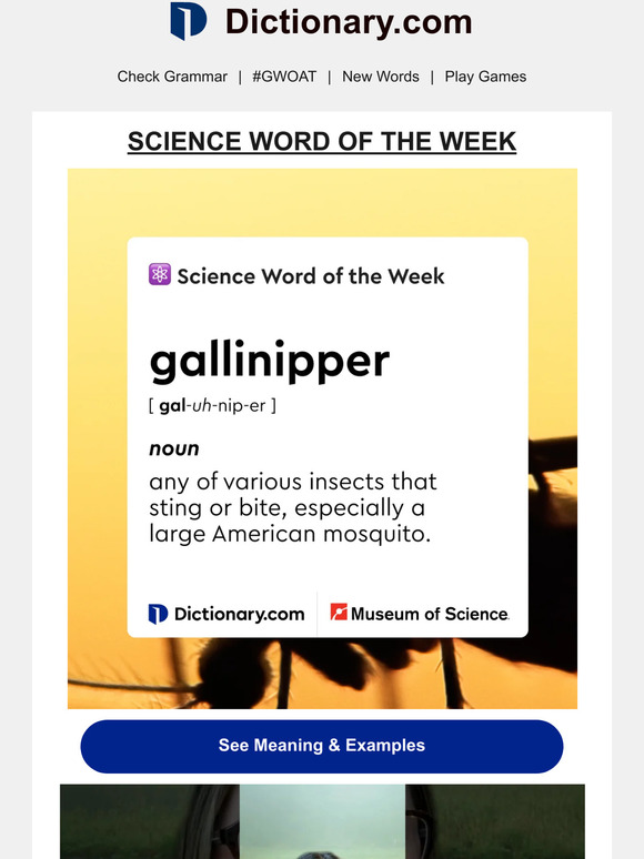 Dictionary.com: gallinipper | Science Word Of The Week | Milled