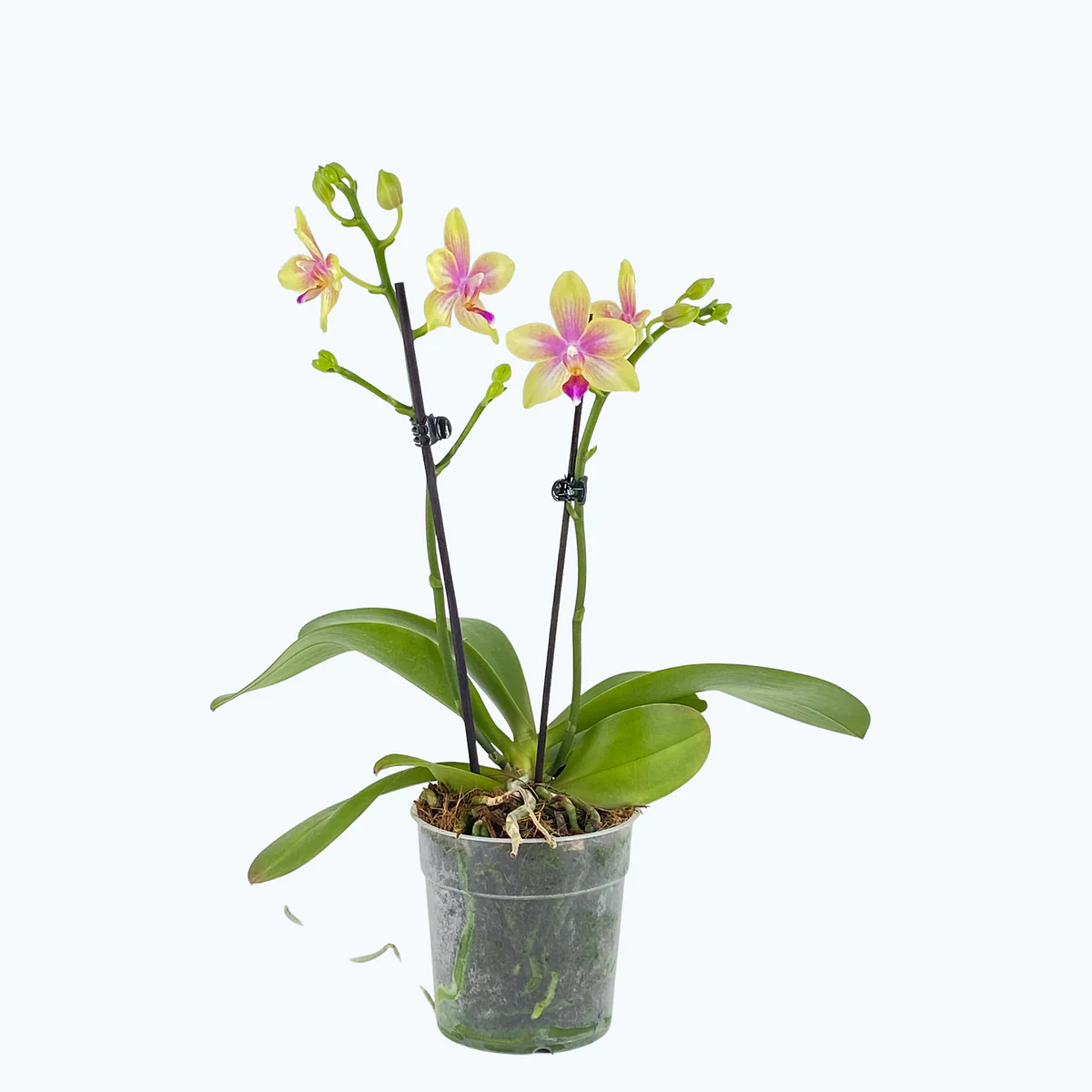 Orchideen Klusmann: Neu: Duftorchidee Biondoro & Sogo Lawrence | Milled