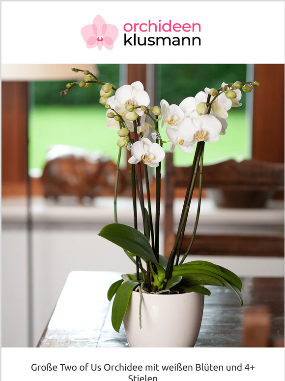 Orchideen Klusmann: 🤍 Jetzt sparen: Weiße Orchideen für dein Zuhause! | Milled