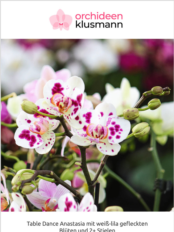 Orchideen Klusmann: Die Anastasia zum Kennenlernpreis | Milled