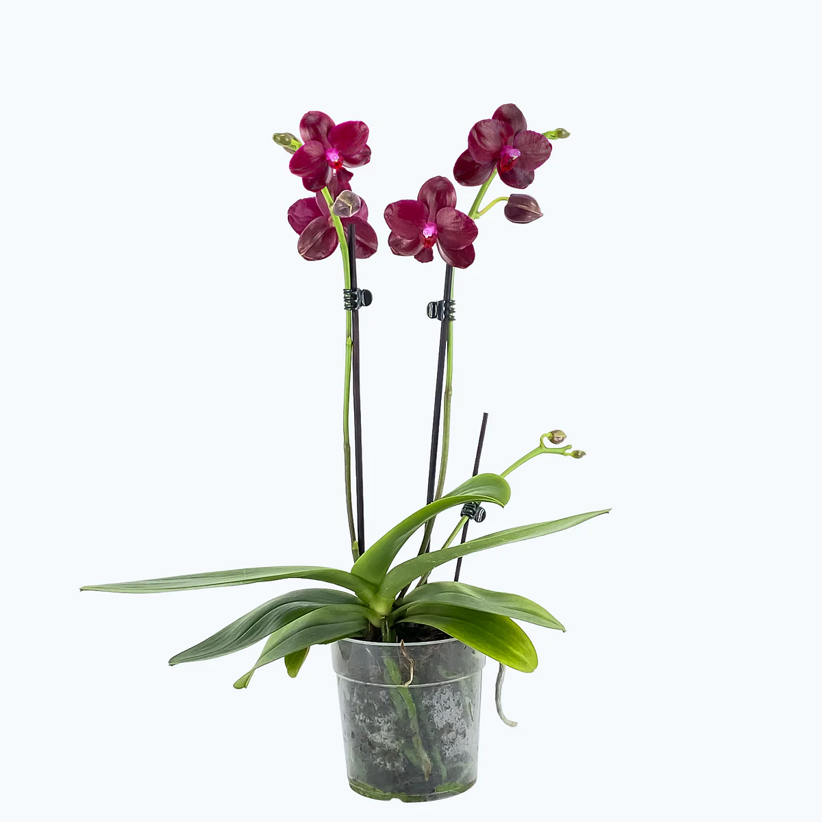 Orchideen Klusmann: Nordisch gut: Epidendrum Nordic Fire in Rot! | Milled