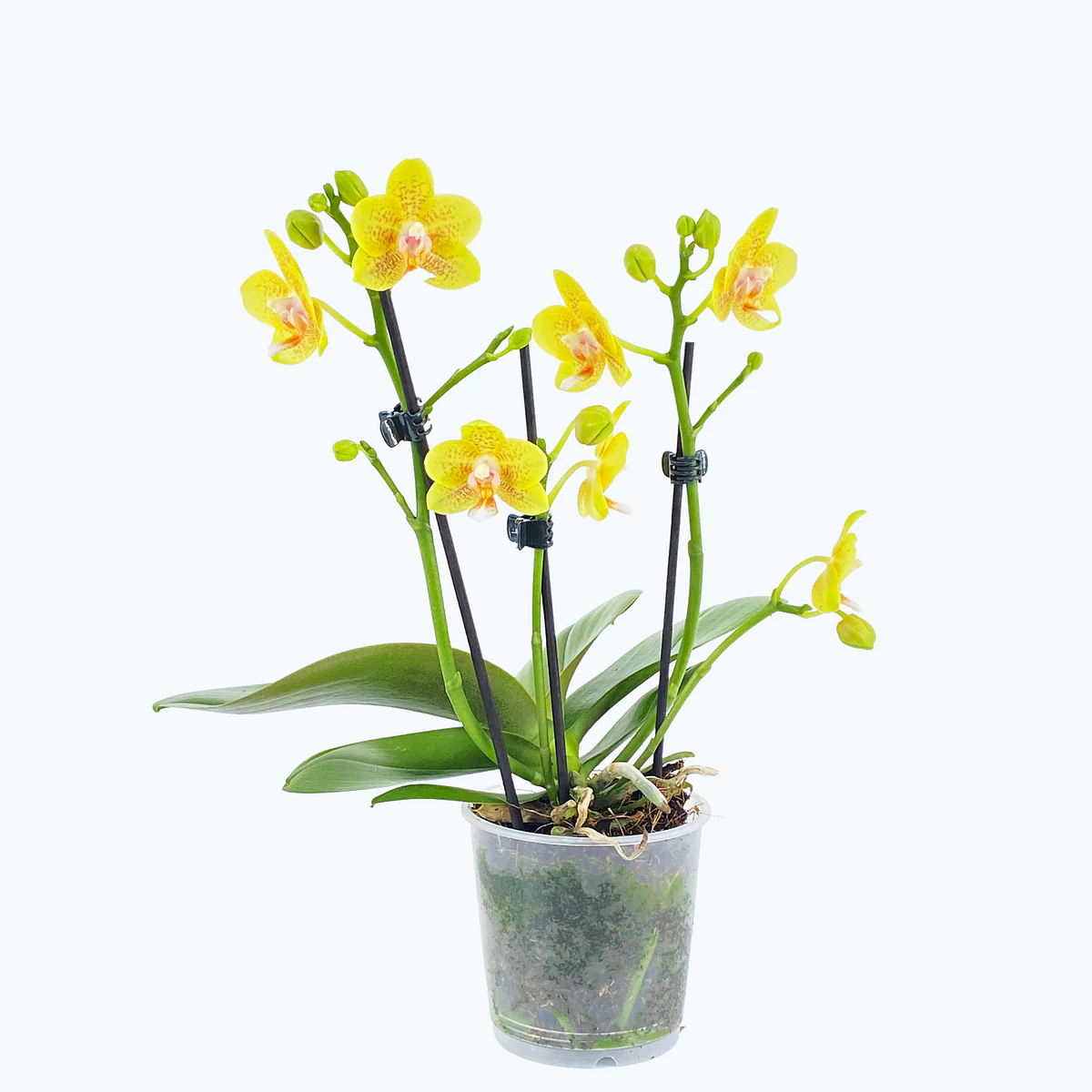 Orchideen Klusmann: Nordisch gut: Epidendrum Nordic Fire in Rot! | Milled