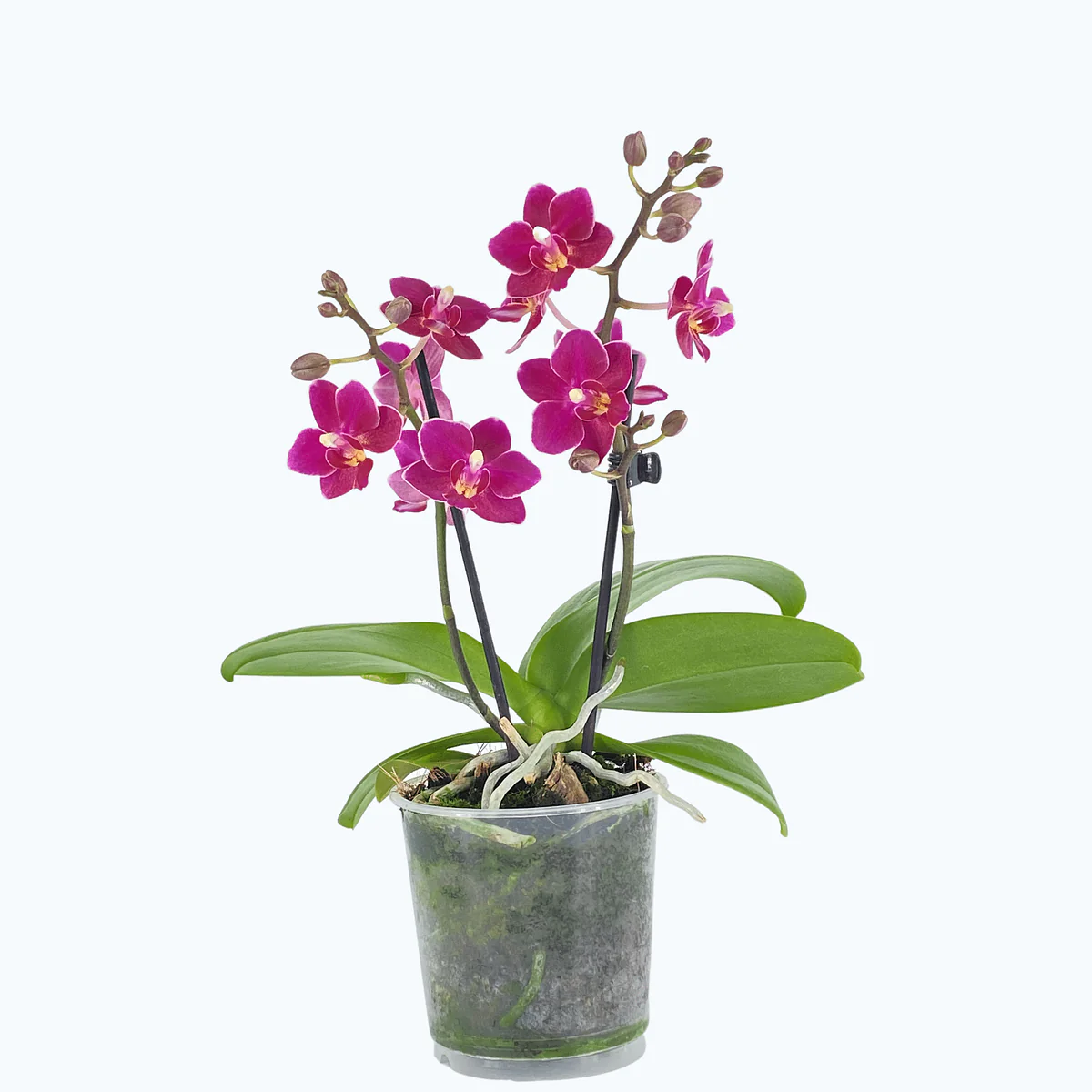 Orchideen Klusmann: Nordisch gut: Epidendrum Nordic Fire in Rot! | Milled
