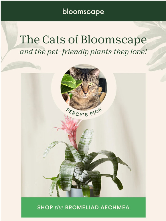 Bloomscape: Meet the Cats of Bloomscape 🐈 | Milled
