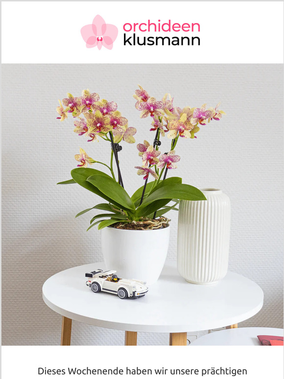 Orchideen Klusmann: Reduziert: Two of Us Orchideen mit 4+Rispen | Milled