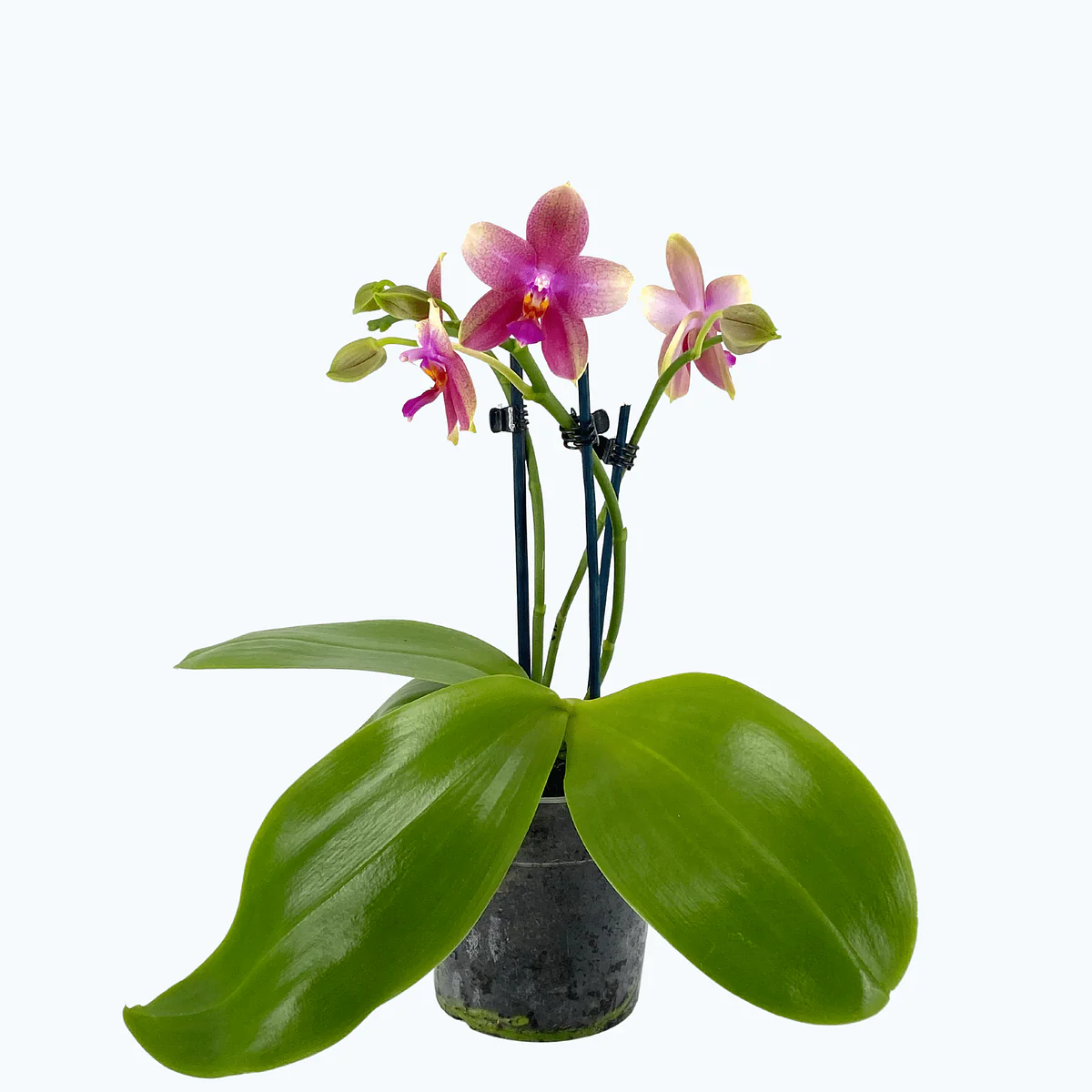 Orchideen Klusmann: Reduziert: Two of Us Orchideen mit 4+Rispen | Milled