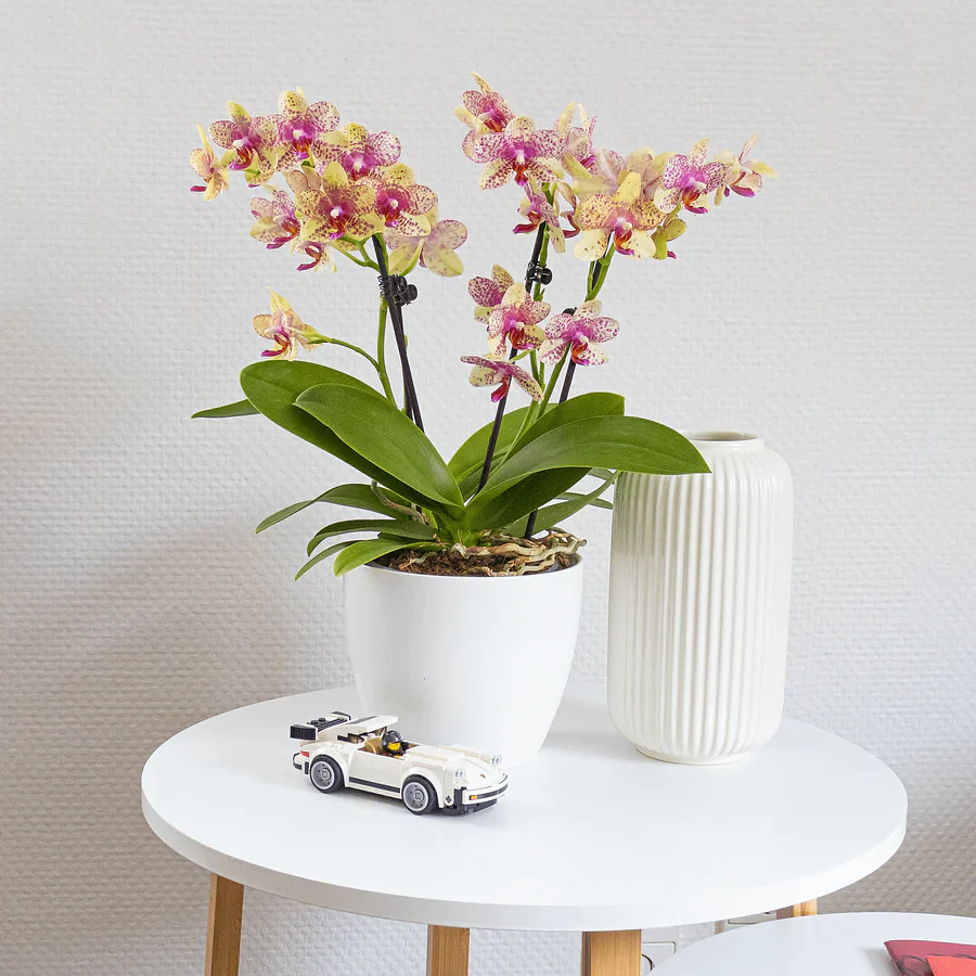 Orchideen Klusmann: Reduziert: Two of Us Orchideen mit 4+Rispen | Milled