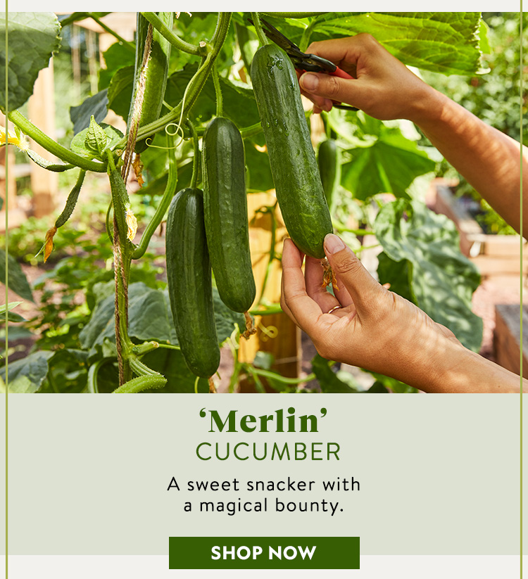 Burpee Gardening: High-yield veg varieties | Milled