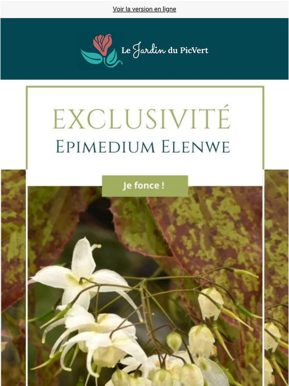 Jardin du Pic Vert: L'Epimedium 'Elenwe' : une vivace d'exception 🤩 ...