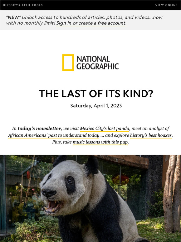 National Geographic: Meet the ’forgotten panda’ | Milled