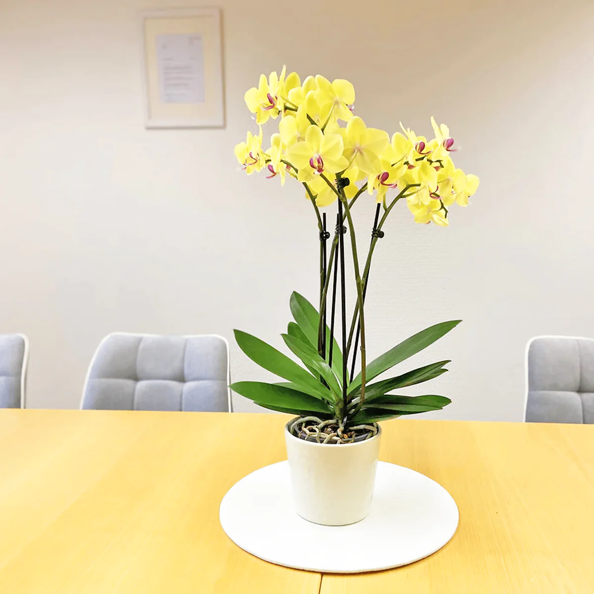 Orchideen Klusmann: Besonders hohe Orchideen: Kalimantan & Modena | Milled