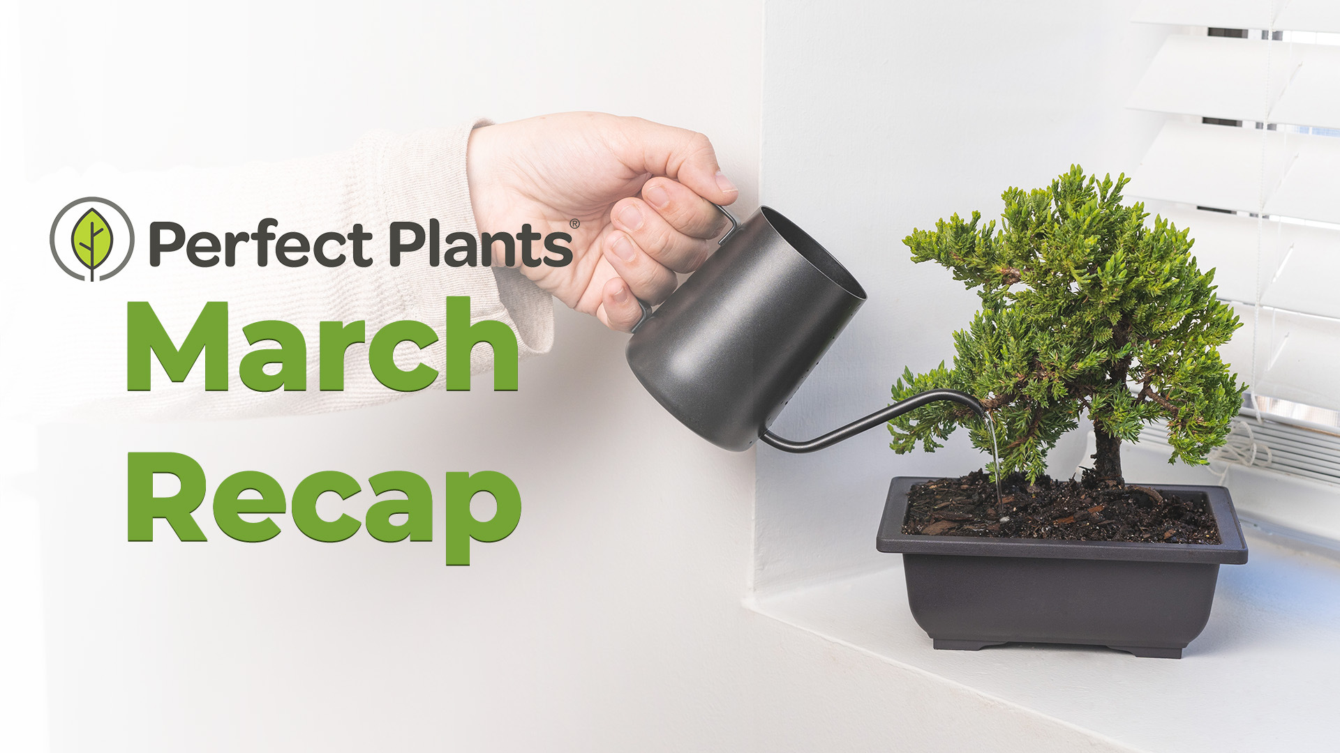 Perfect Plants Nursery: What's New at Perfect Plants Nursery💚 | Milled