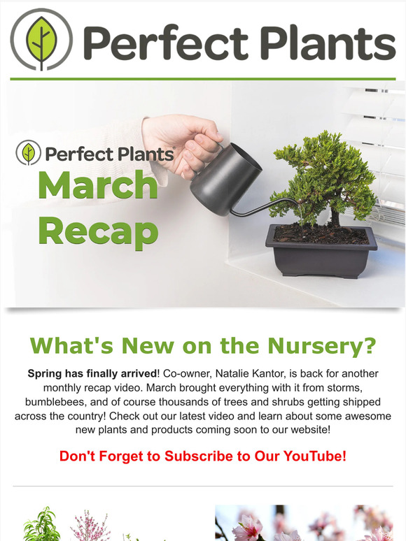 Perfect Plants Nursery: What's New at Perfect Plants Nursery💚 | Milled