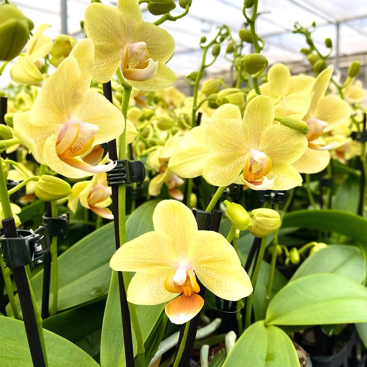 Orchideen Klusmann: 🐣 Heute noch reduzierte Table Dance Orchideen | Milled