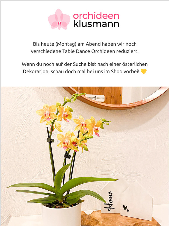 Orchideen Klusmann: 🐣 Heute noch reduzierte Table Dance Orchideen | Milled